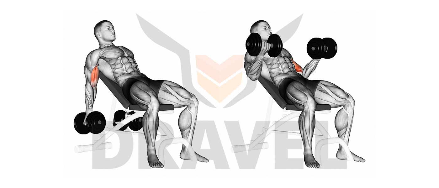 Exercice biceps : Le top 5 des meilleurs exercices pour avoir de gros ...