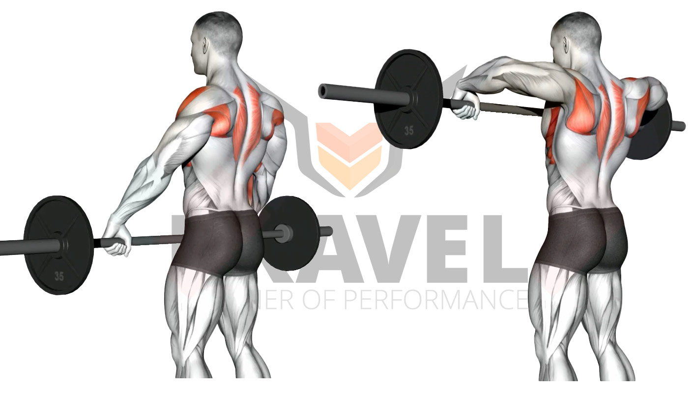 Exercices pour les trapèzes : Les meilleurs exos pour se développer ...